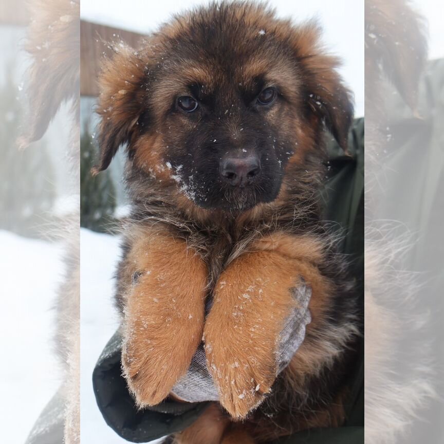 Немецкая овчарка, щенок