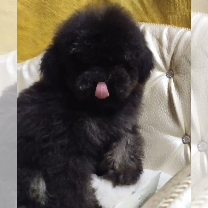 Той-пудель, щенок