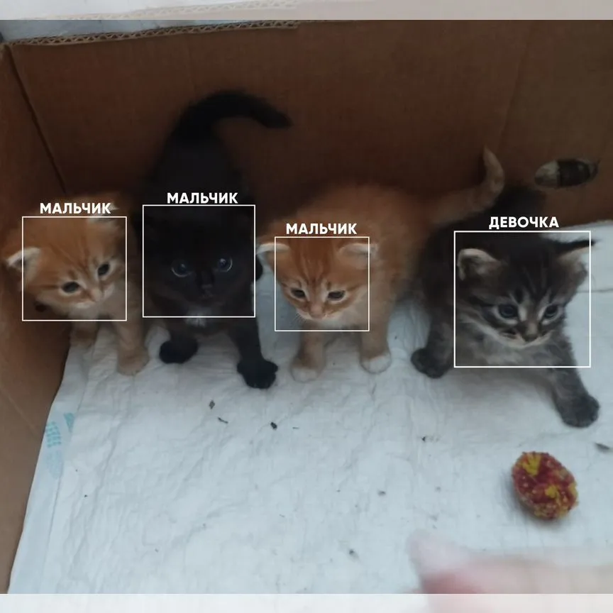 Котята в добрые руки 1 месяц