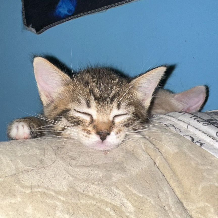 Котёнок в добрые руки
