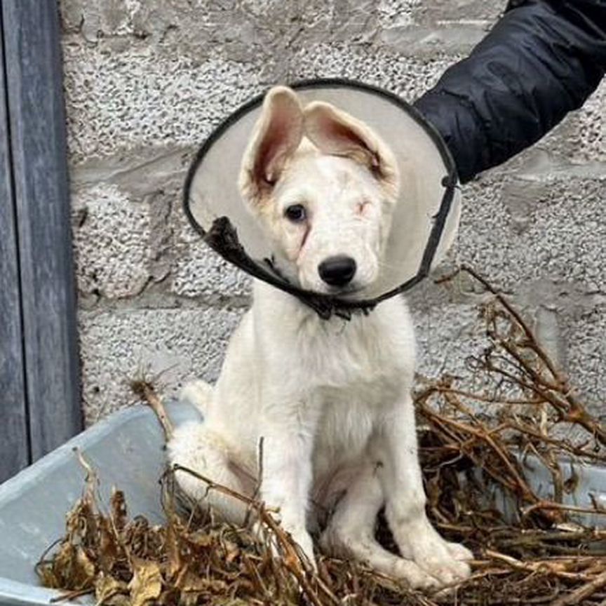 Щенок ищет дом