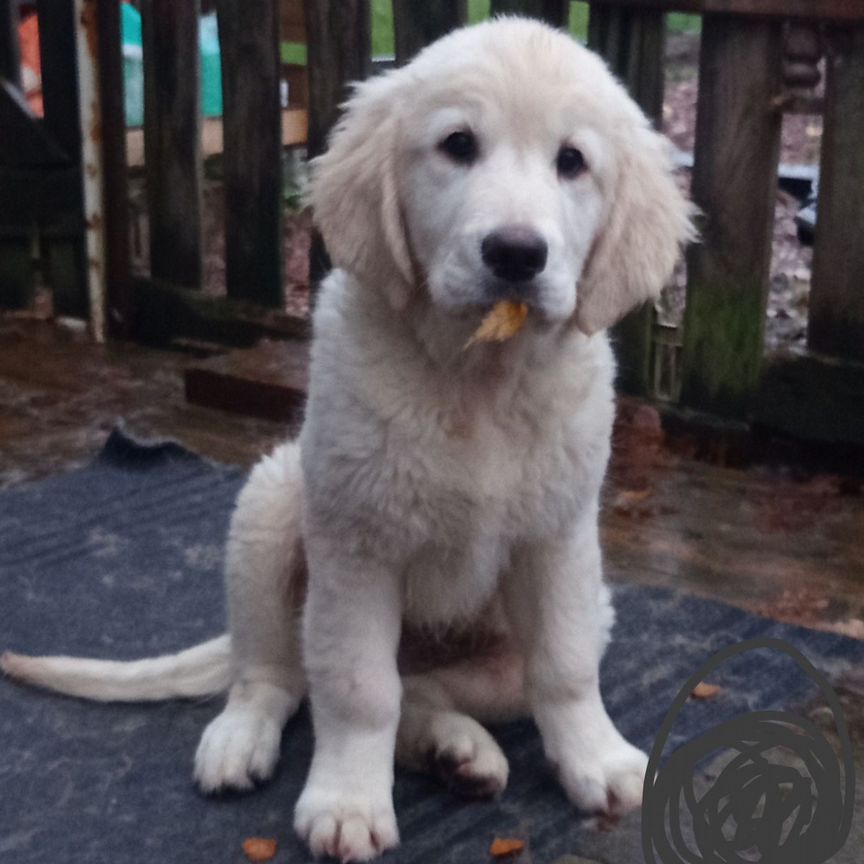 Золотистый ретривер, щенок