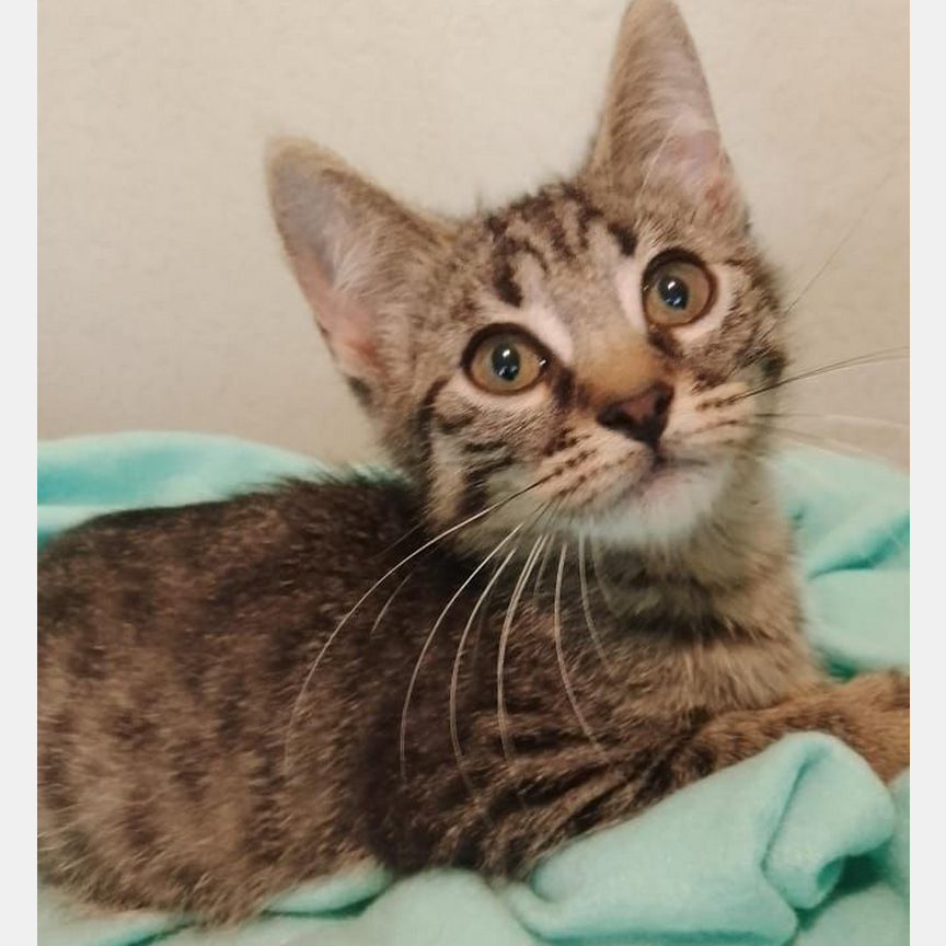 Котята бесплатно