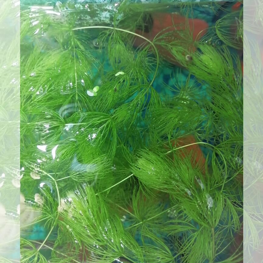 Трава для аквариума
