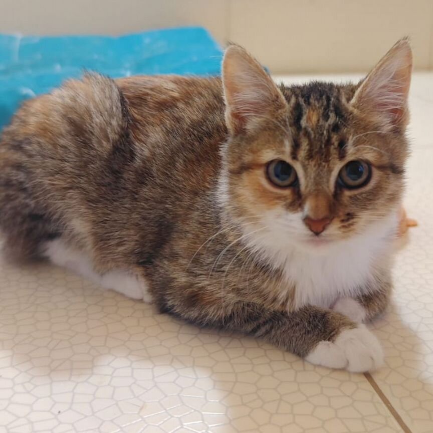 Малышка Триша ищет дом и любящих хозяев