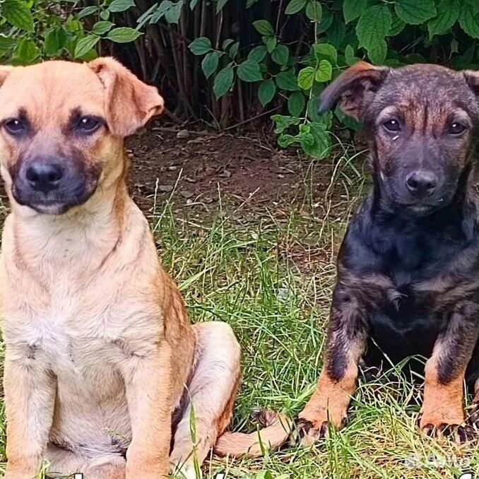 Отдаются девочки-малышки в добрые руки