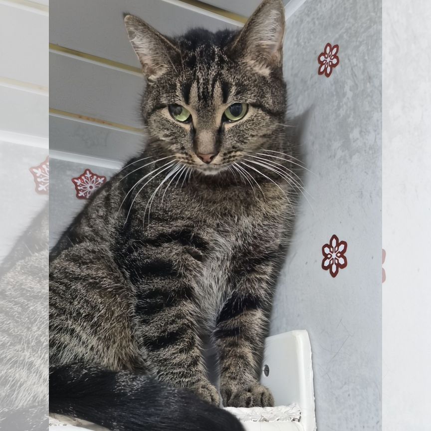 Взрослая кошка в добрые руки