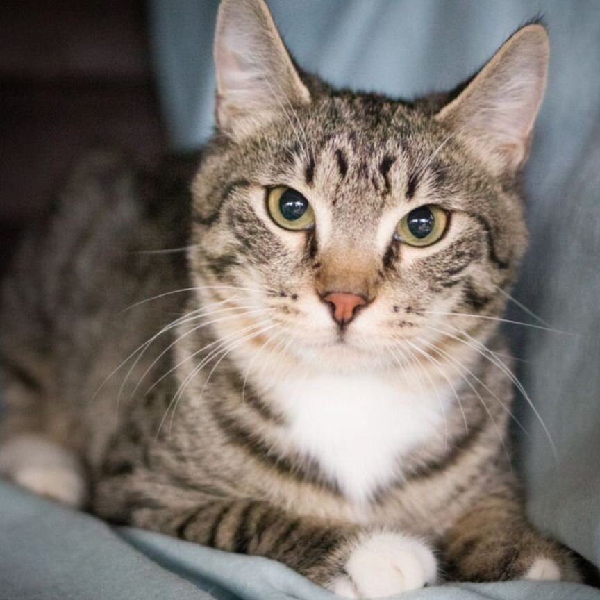 Взрослый кот в добрые руки