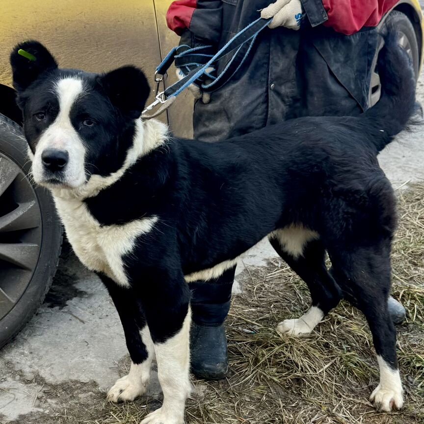 Взрослая собака в добрые руки