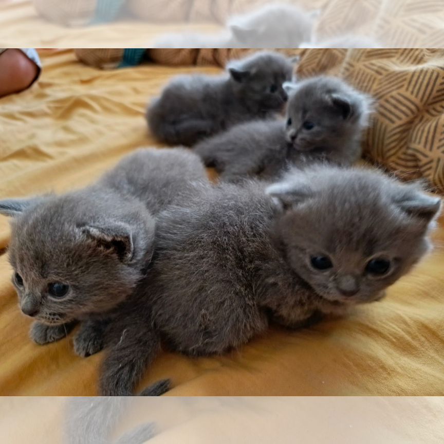 Британские прямоухие котята