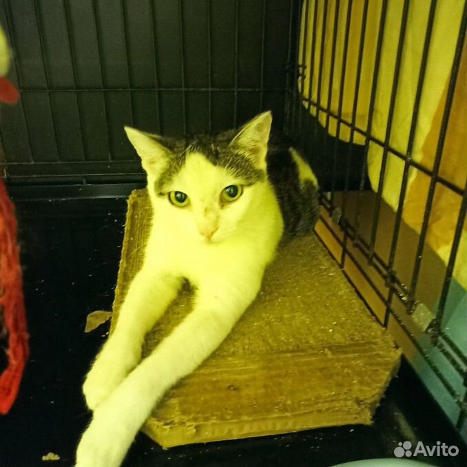 Бедная брошеная кошечка