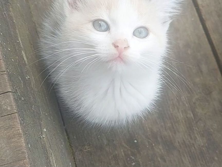 Котята в добрые руки, бесплатно