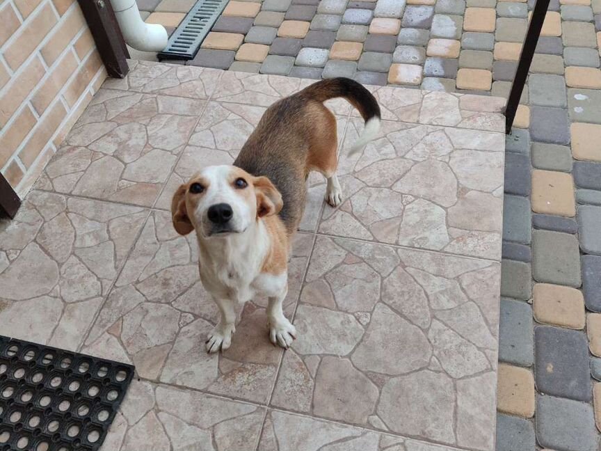 Ищем дом породистой собачке