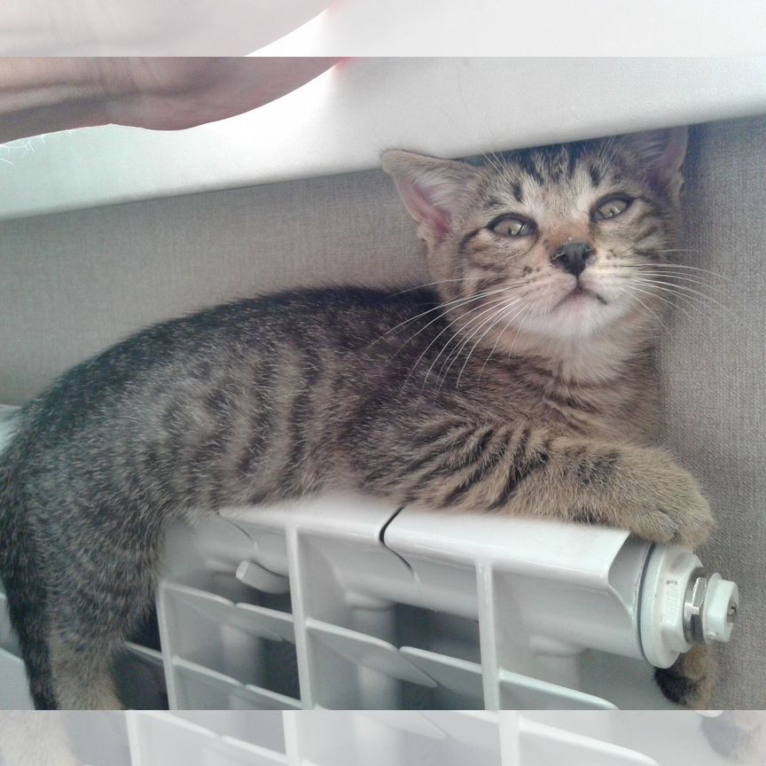 Котенок пестрой серой расцветки в добрые руки