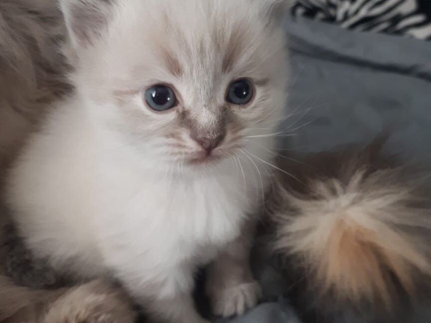 Отдам в добрые руки котенка