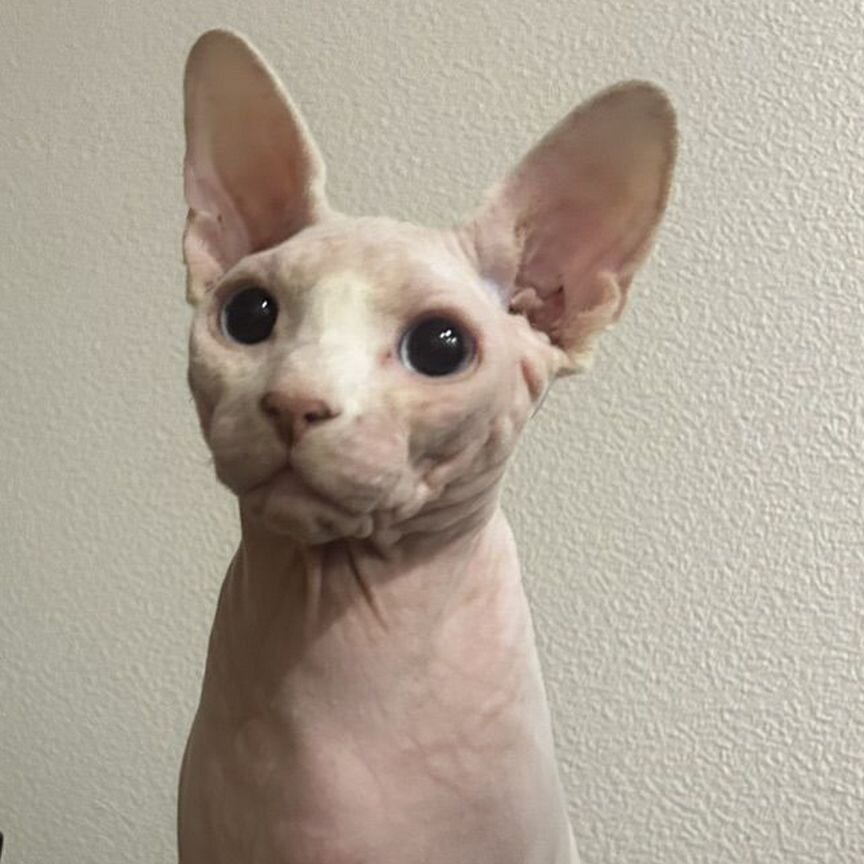 Канадский сфинкс котёнок