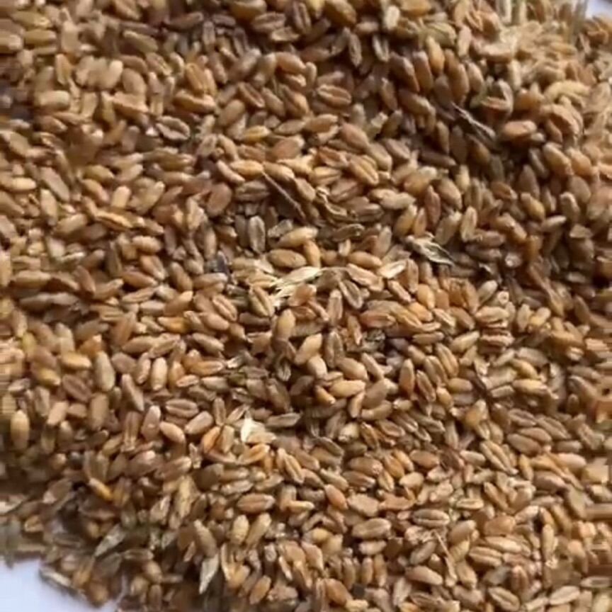 Зерноотходы пшеничные