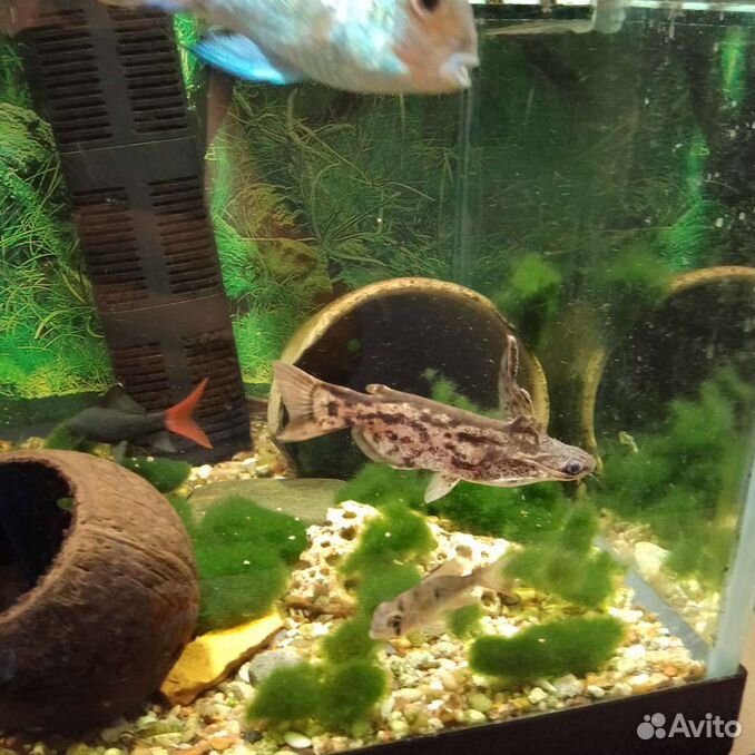 Сомы фишера