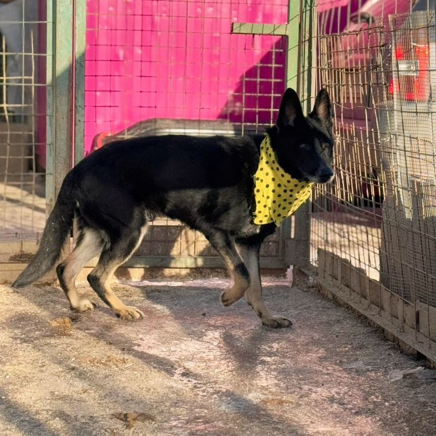 Взрослый овчар из приюта