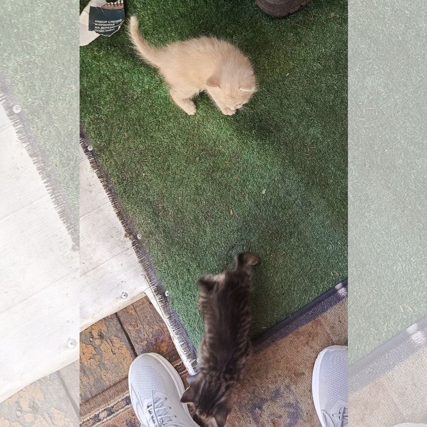 Котёнок в добрые руки