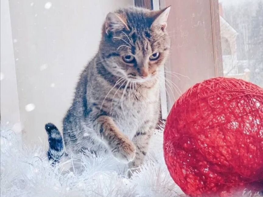 Кошка Анна в добрые руки