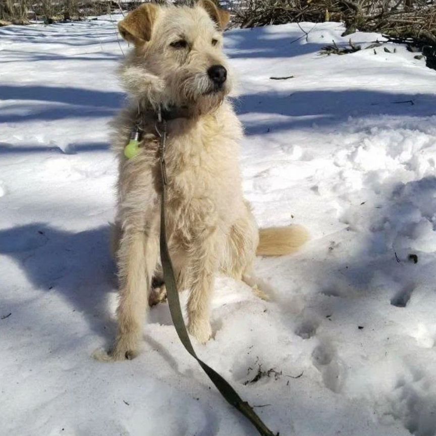 Взрослый пёс в добрые руки