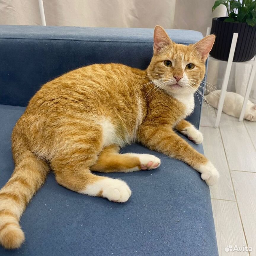 Кошка рыжушка плюшка привитая