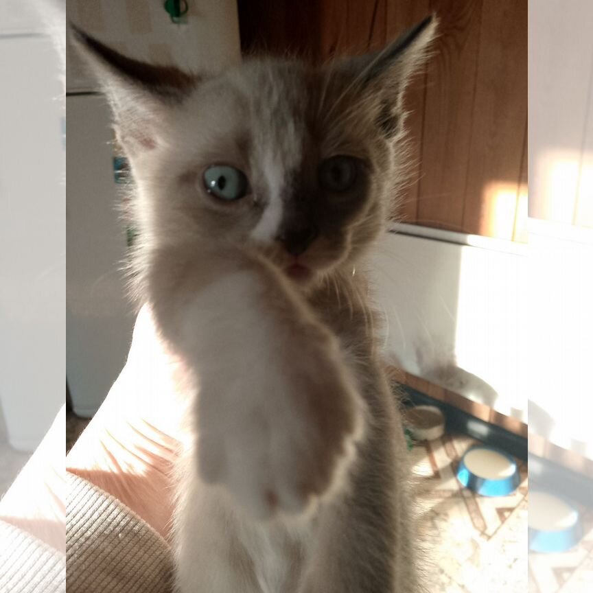 Тайский котёнок