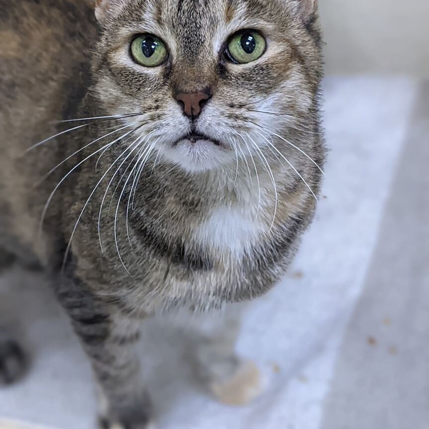 Кассиопея ищет семью