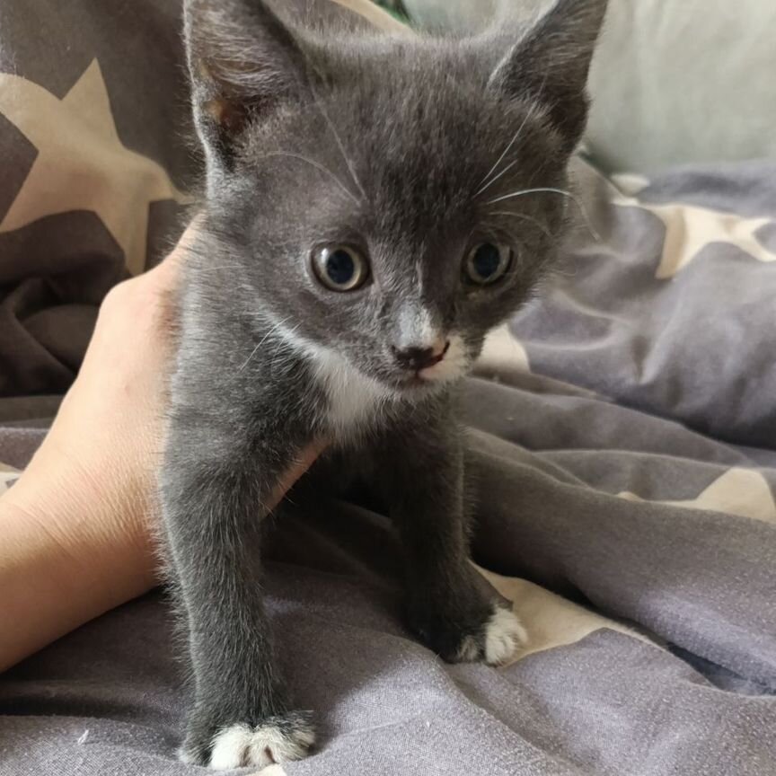 Котёнок в добрые руки