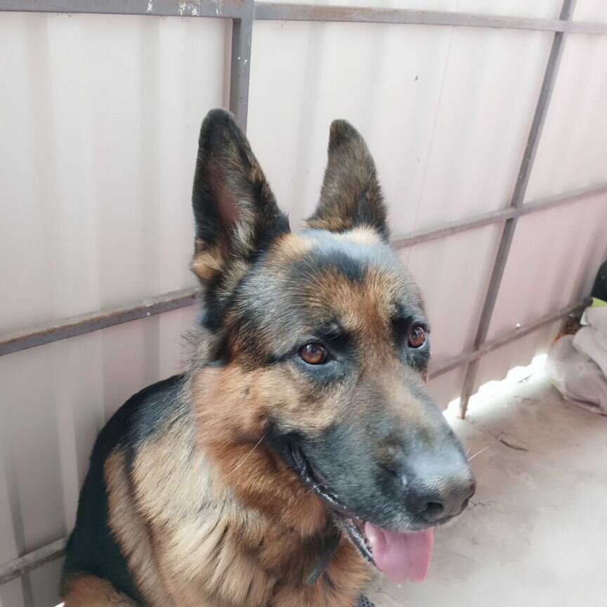 Немецкая овчарка найдена