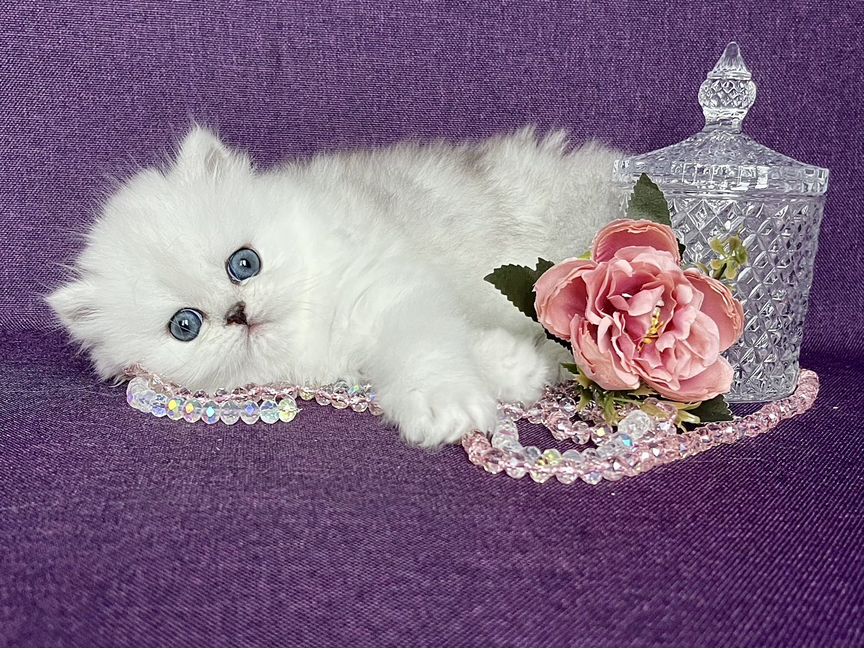 Персидская шиншилла