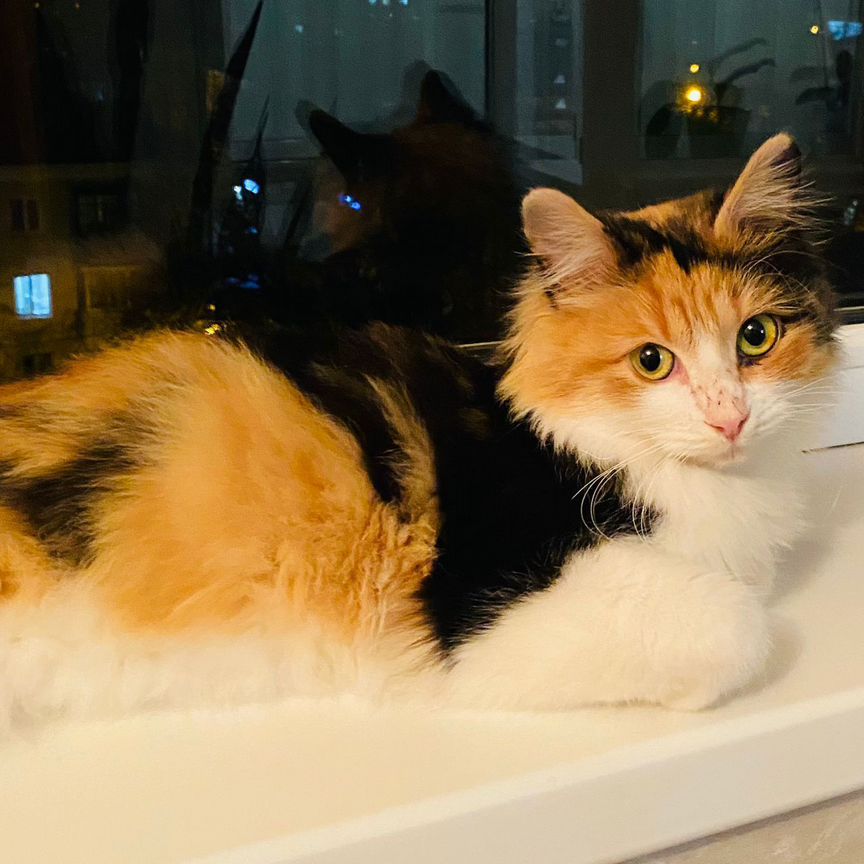 Хвостя ищет дом