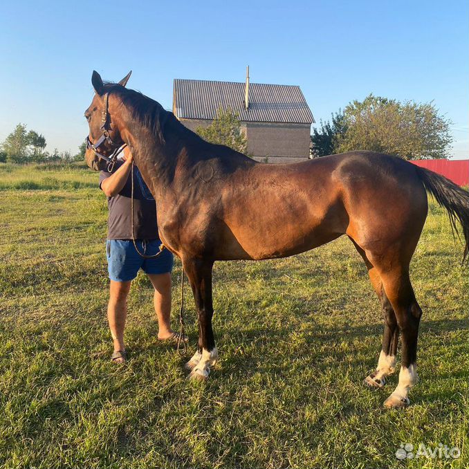 Лошадь украинская верховая
