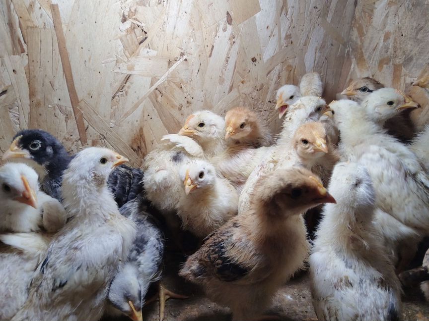 Цыплята суточные несушки