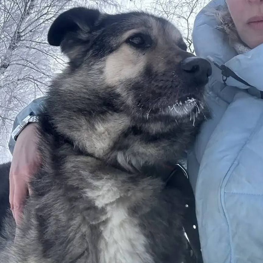 Взрослый пёс в добрые руки