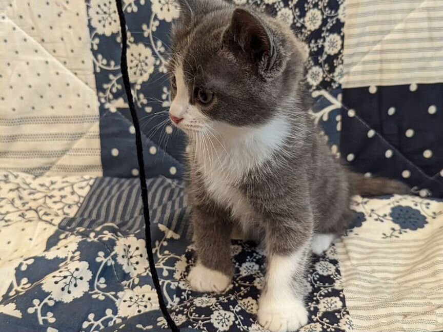 Отдам котёнка (девочка) в добрые руки