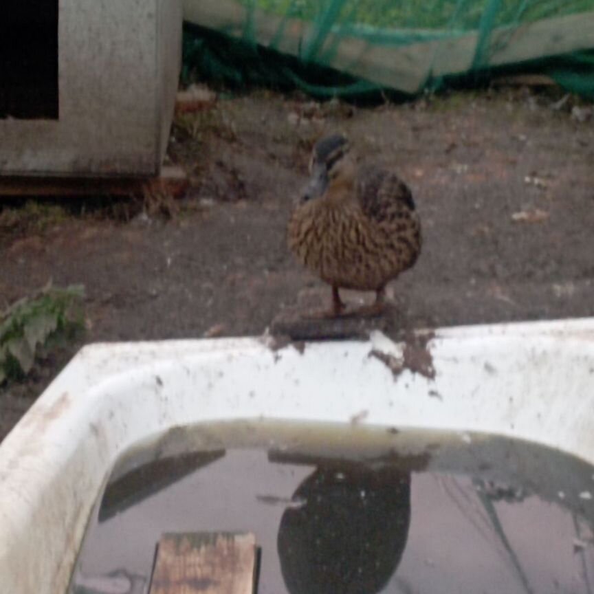 Дикие подсадные утки