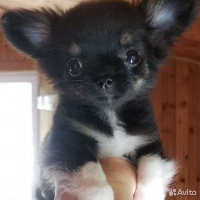 Чихуахуа.Мини мини мальчик