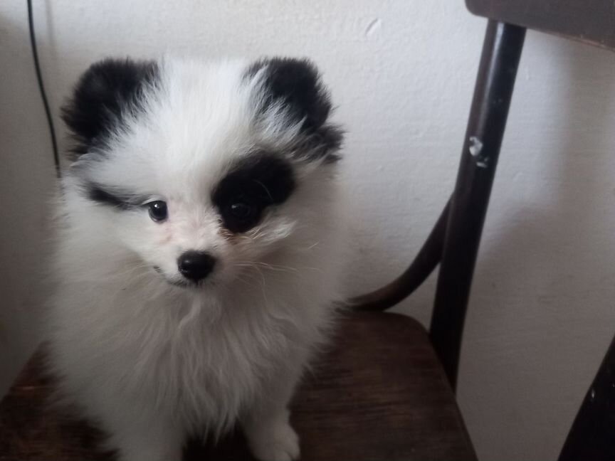 Малый немецкий шпиц