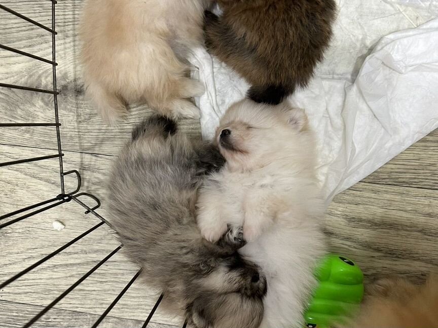 Щенки шпица 1мес