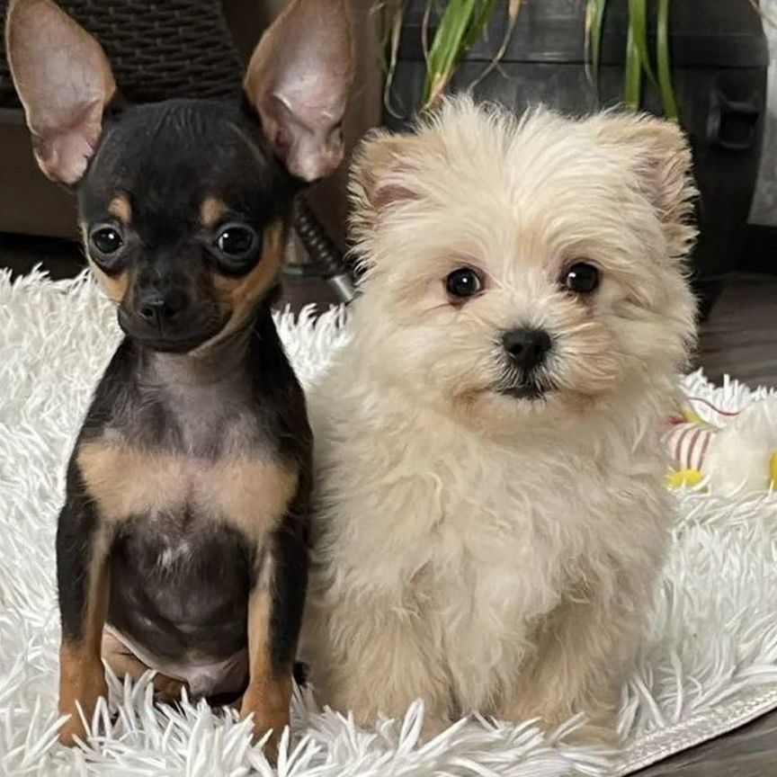 Щенок от частного владельца