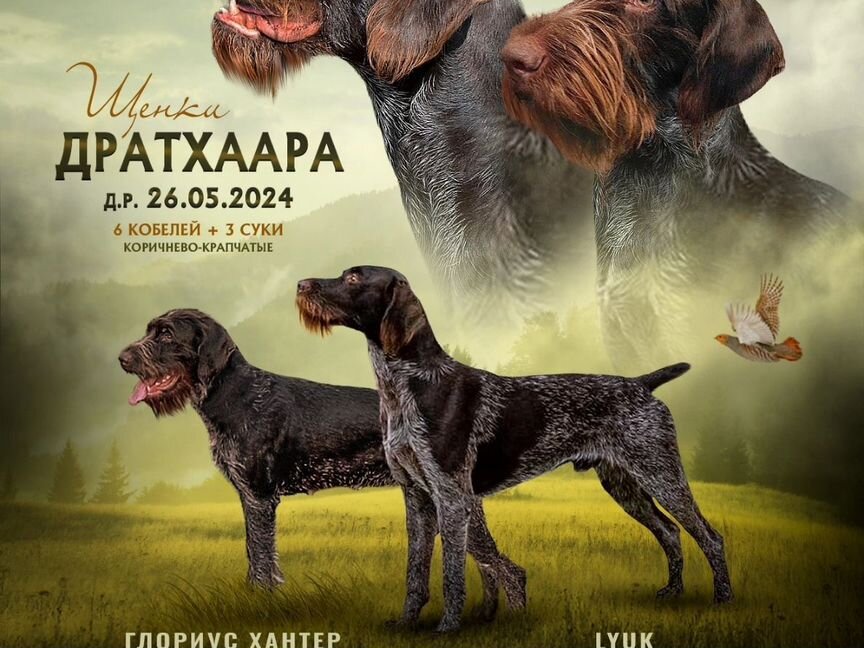 Щенки дратхаара