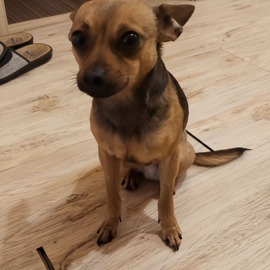 Русский той-терьер, взрослая собака