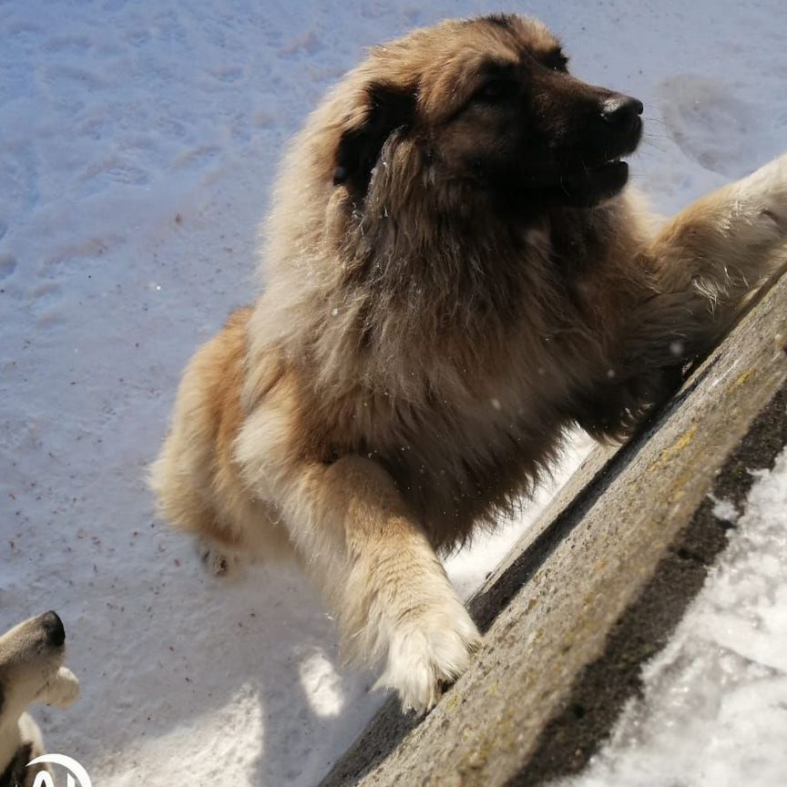 Кавказская овчарка