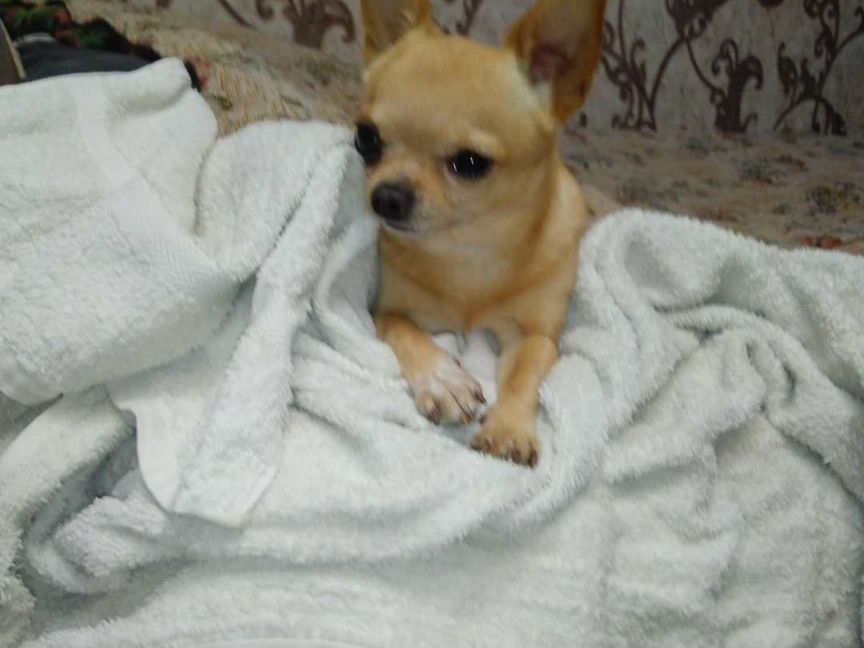 Чихуахуа мини