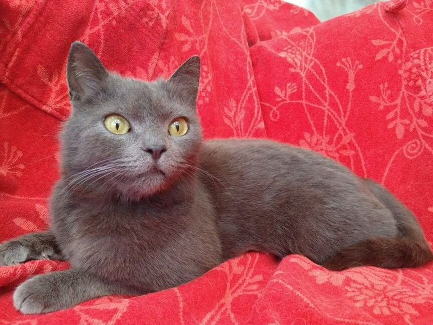 Ласковая британка, 10 мес. Стерильная. Приют