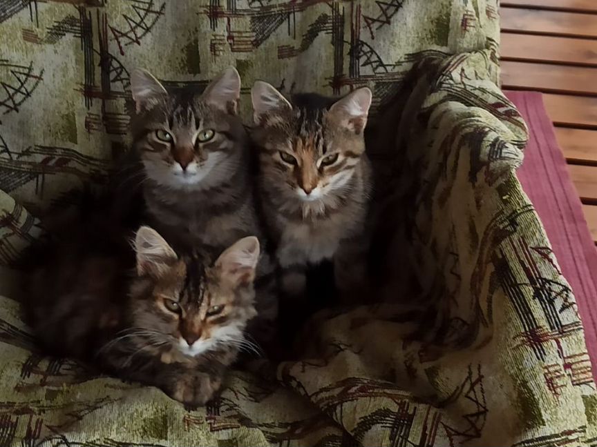 Дачные котята остаются зимовать