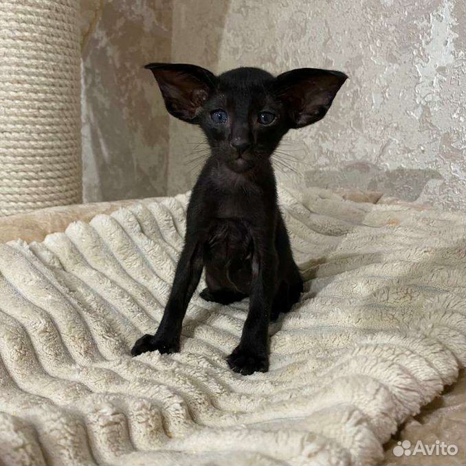 Ориентальный котик с документами