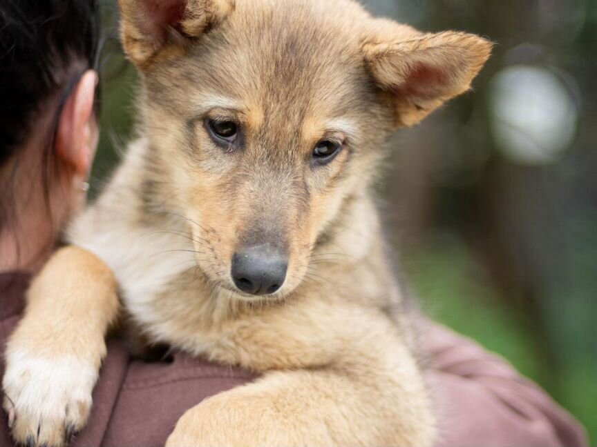 Щенок в добрые руки бесплатно